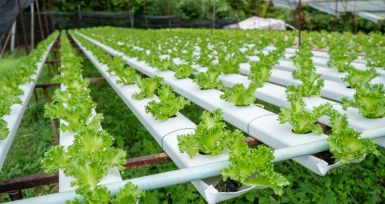 Invernaderos inteligentes: Maximizando la productividad agrícola